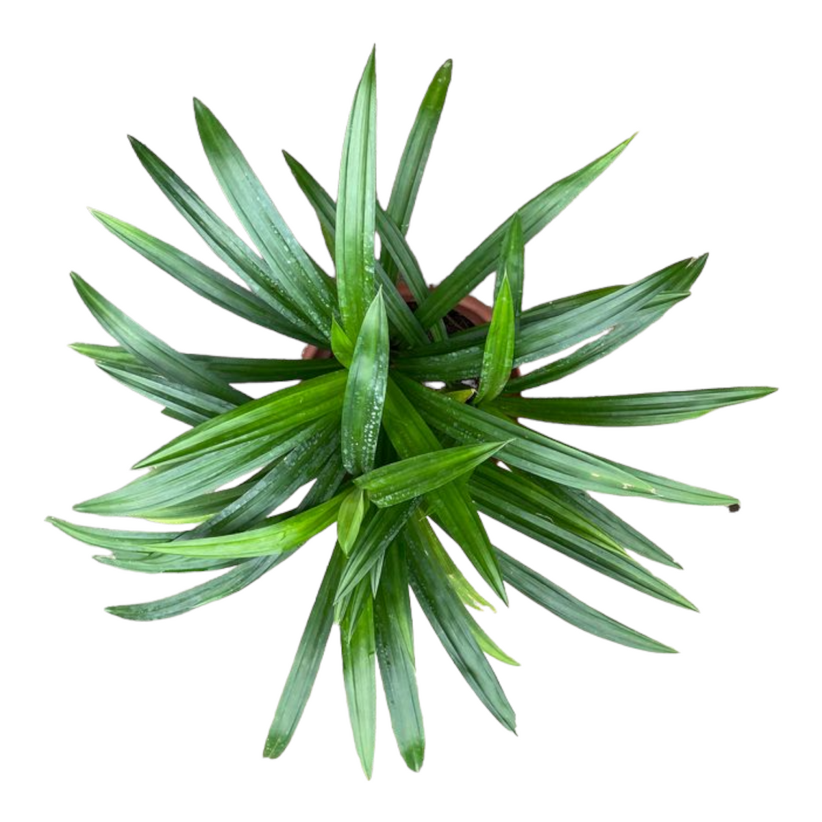 Pandanus amaryllifolius Roxb., Pandan plant (0.35m) – Noah Garden Centre