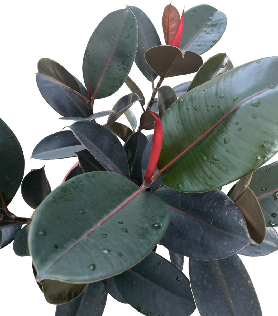 Ficus elastica, Burgundy Rubber Tree 3in1 (0.65m) – Noah Garden Centre