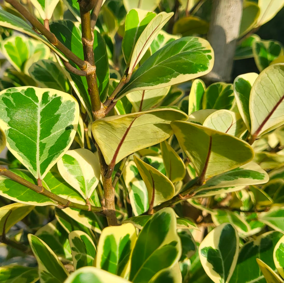 Ficus Triangularis Variegata (1.6m) – Noah Garden Centre