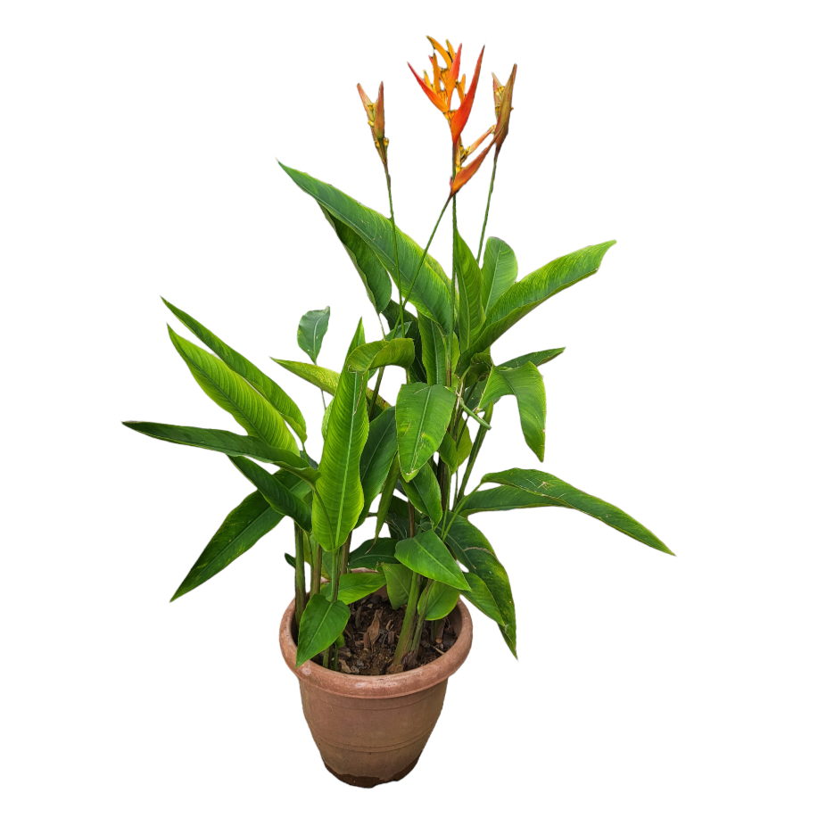 Heliconia illustris rubra (0.8m) – Noah Garden Centre