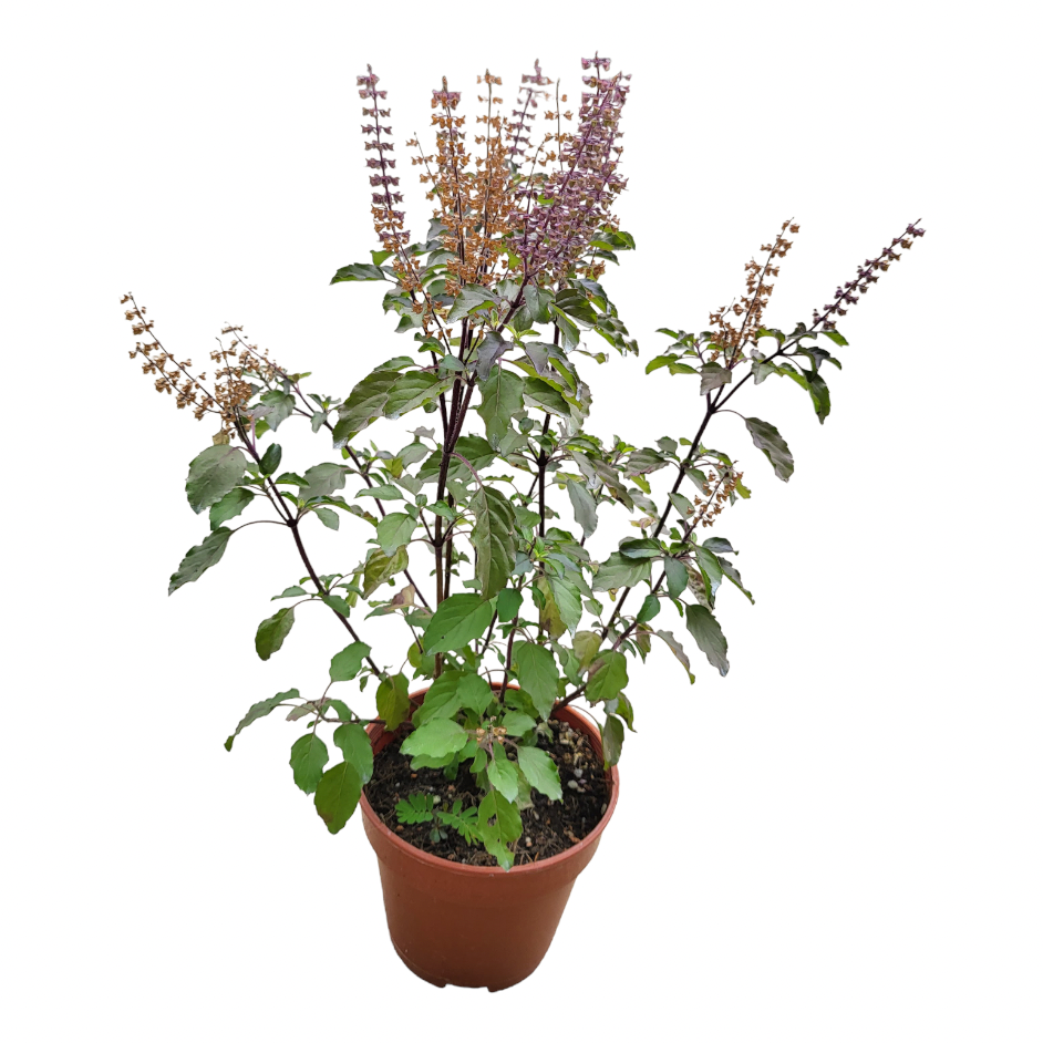 Ocimum tenuiflorum, Holy Basil, Purple Tulsi (0.45m) – Noah Garden Centre