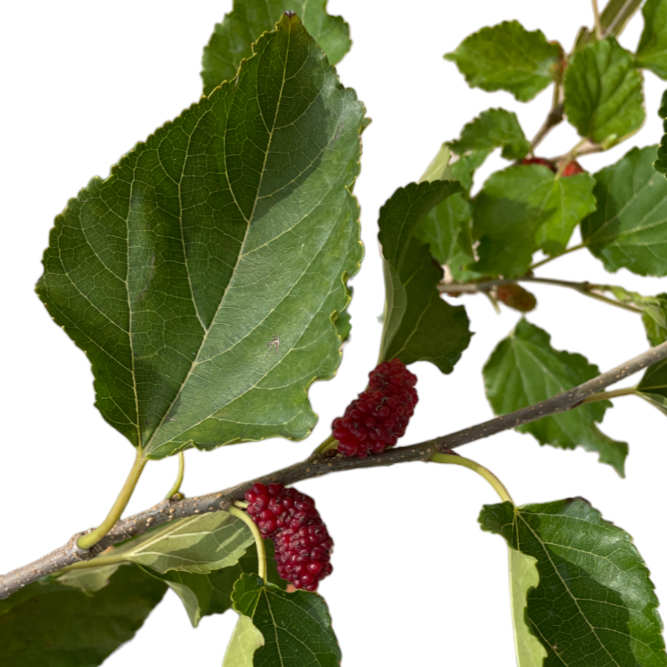 Morus alba, Mulberry (0.75m) – Noah Garden Centre