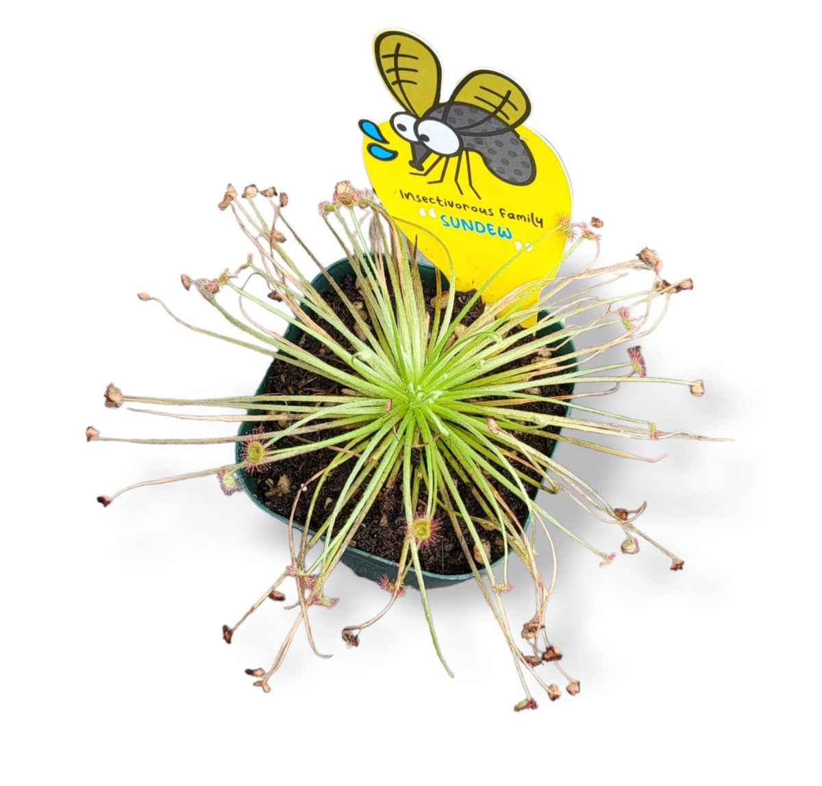 Sundew Plant Diagram