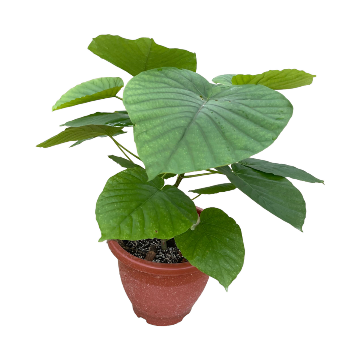 Ficus Umbellata, Umbrella Tree Fig (0.55m) – Noah Garden Centre