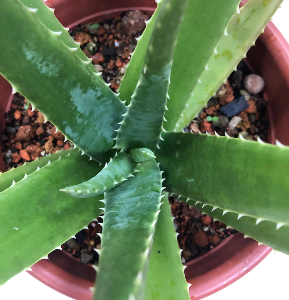 Aloe vera, Barbados or Medicinal Aloe, Burn Plant (0.3m) – Noah Garden ...