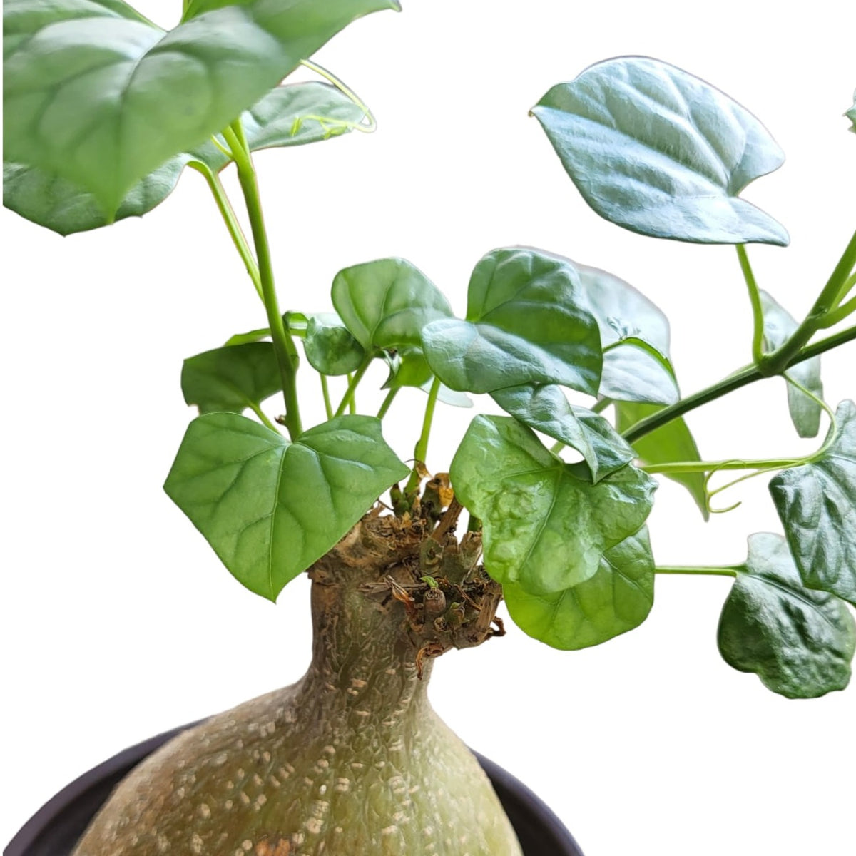 Gerrardanthus Machrorhizus, Big Foot (0.27m) – Noah Garden Centre