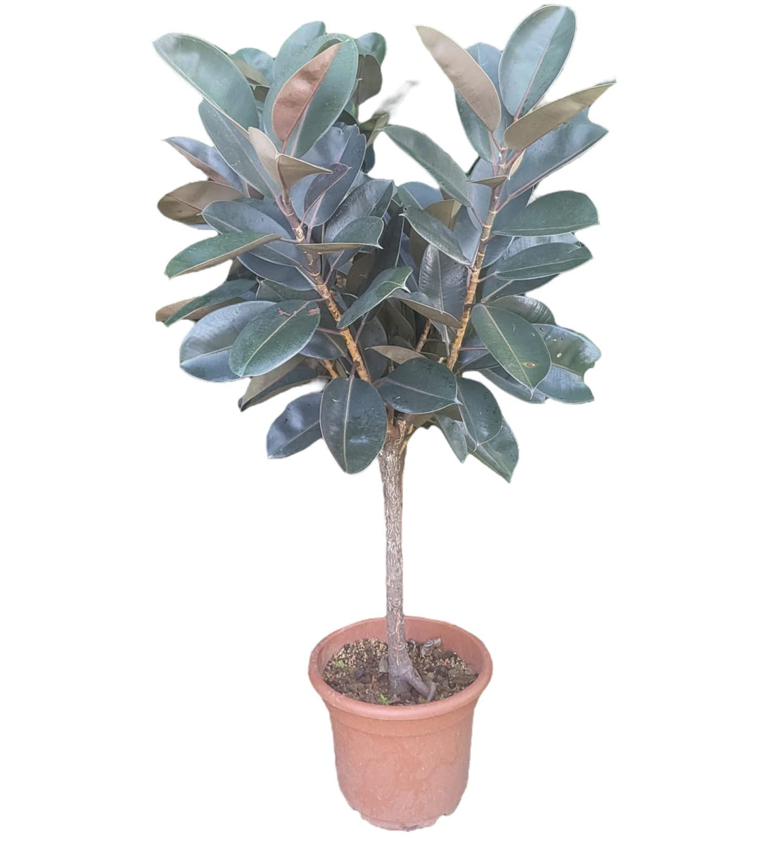 Ficus elastica, Rubber Plant (1.4m) – Noah Garden Centre