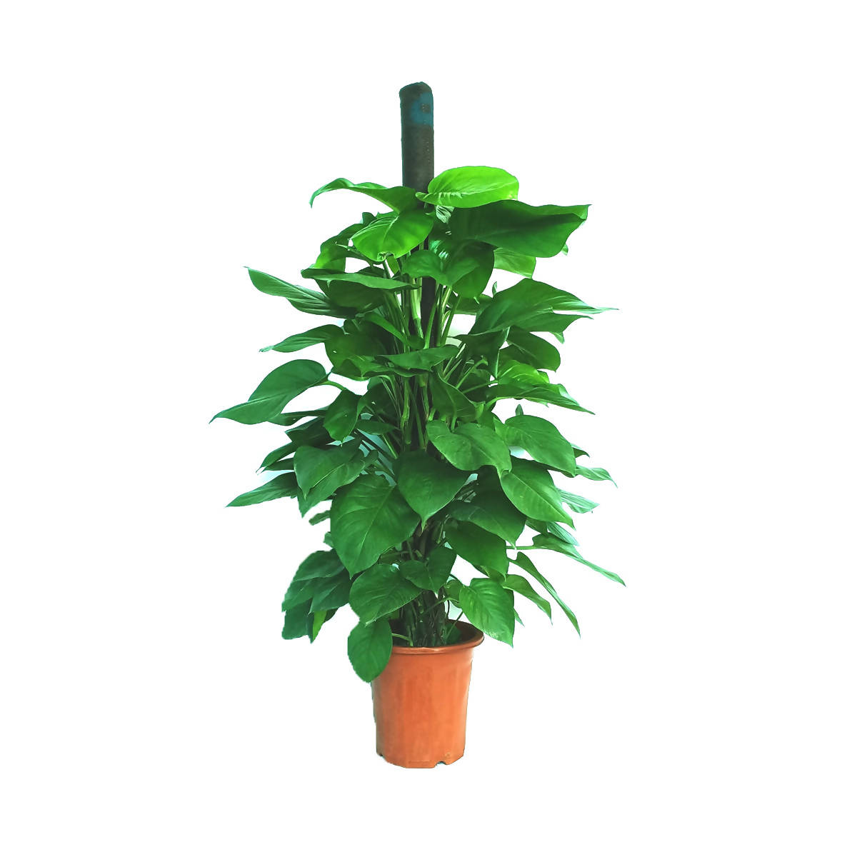 Epipremnum aureum, Money Plant (1.5m) – Noah Garden Centre