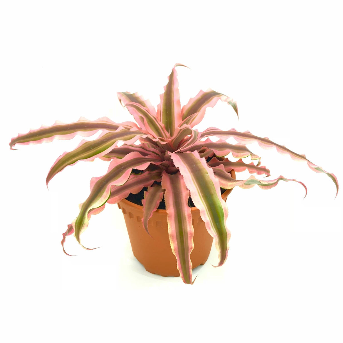 Cryptanthus bivittatus, Pink Starlite , Pink Starlite Earth Star (0.15 ...