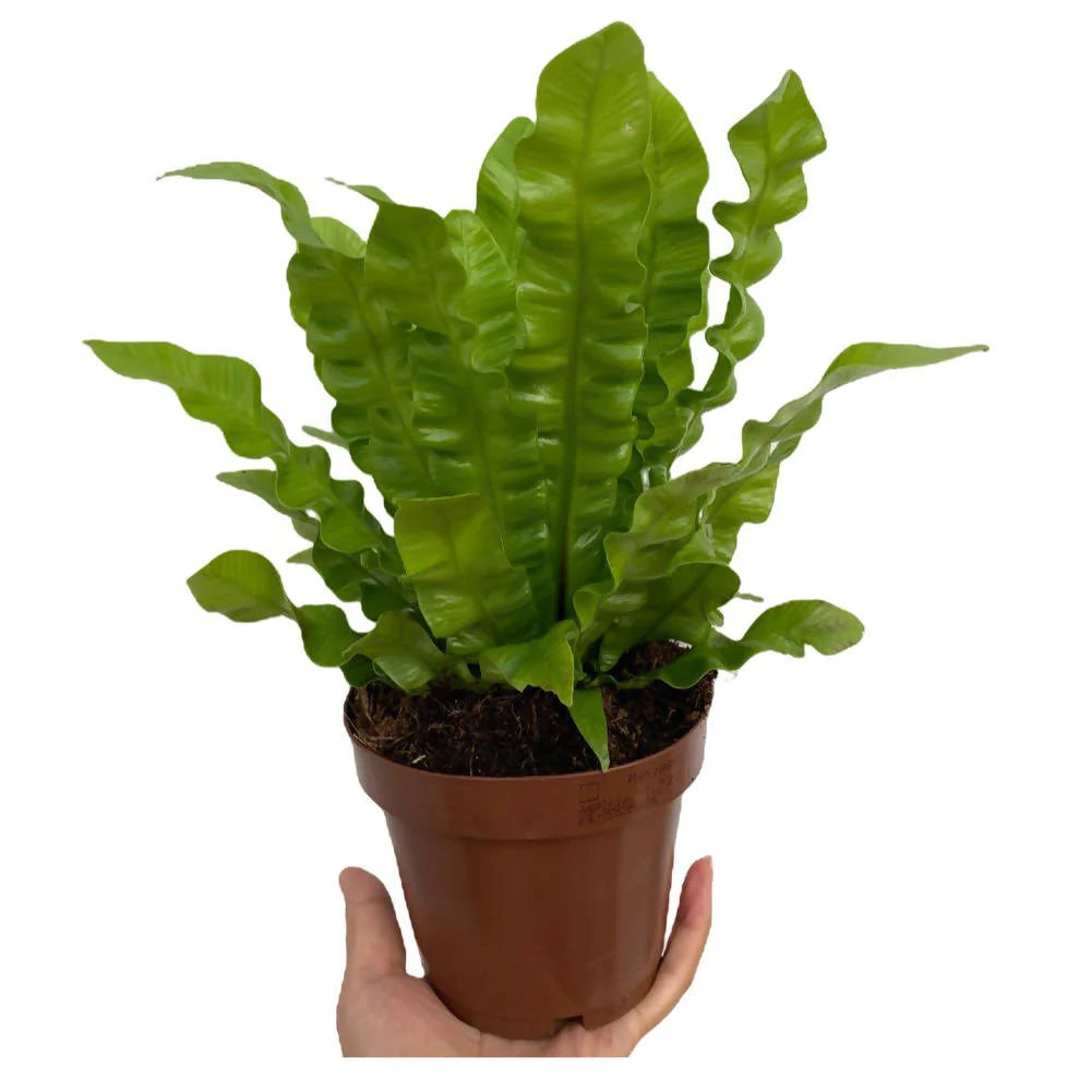 Asplenium nidus 'Crispy Wave' (0.20m) – Noah Garden Centre