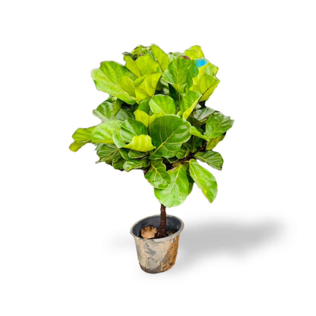 Ficus lyrata, Single-stem Fiddle Leaf Fig Tree (1.2m) – Noah Garden Centre