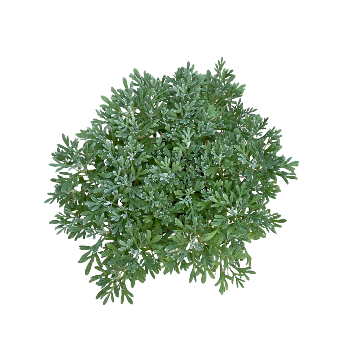 Crossostephium chinense, Artemisia chinensis, Chinese Wormwood 芙蓉菊 (0 ...