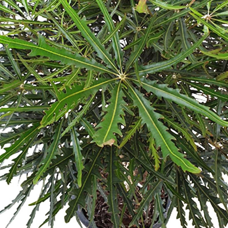 Schefflera elegantissima, Finger Aralia (1m) – Noah Garden Centre