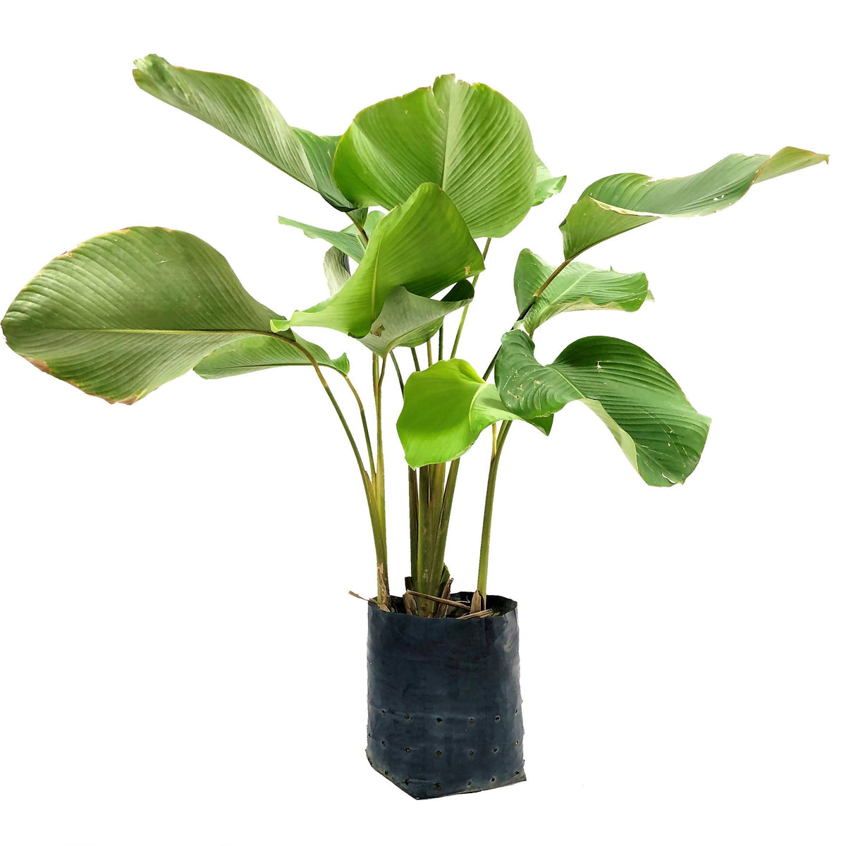 Calathea lutea, Cigar Calathea (0.7m) – Noah Garden Centre