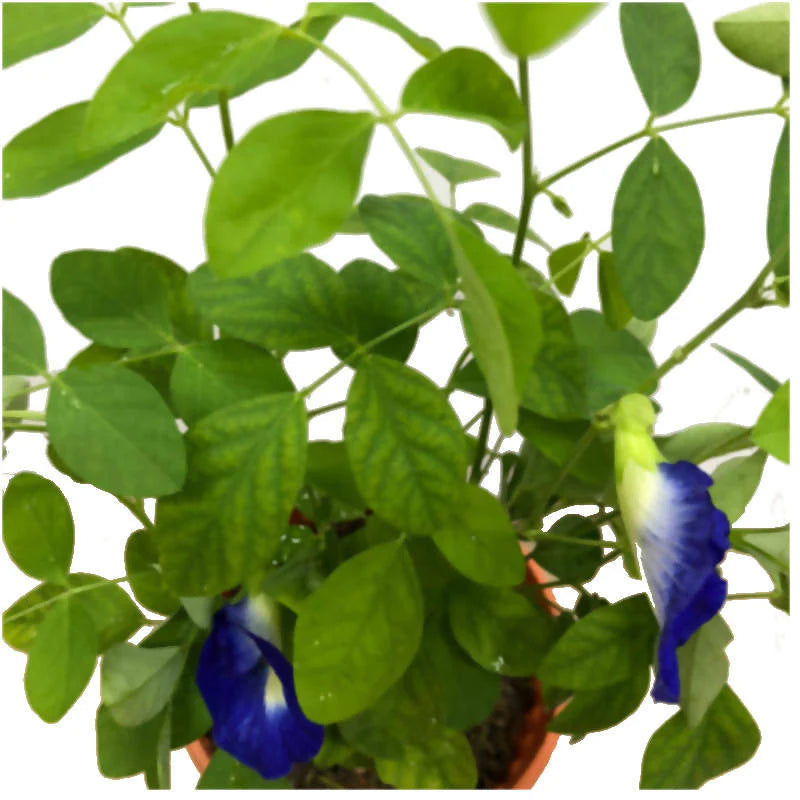 Clitoria ternatea, Blue Pea Vine, Butterfly Pea (0.3m) – Noah Garden Centre