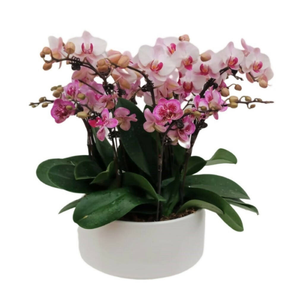 8 Mini Phalaenopsis in Pot – Noah Garden Centre