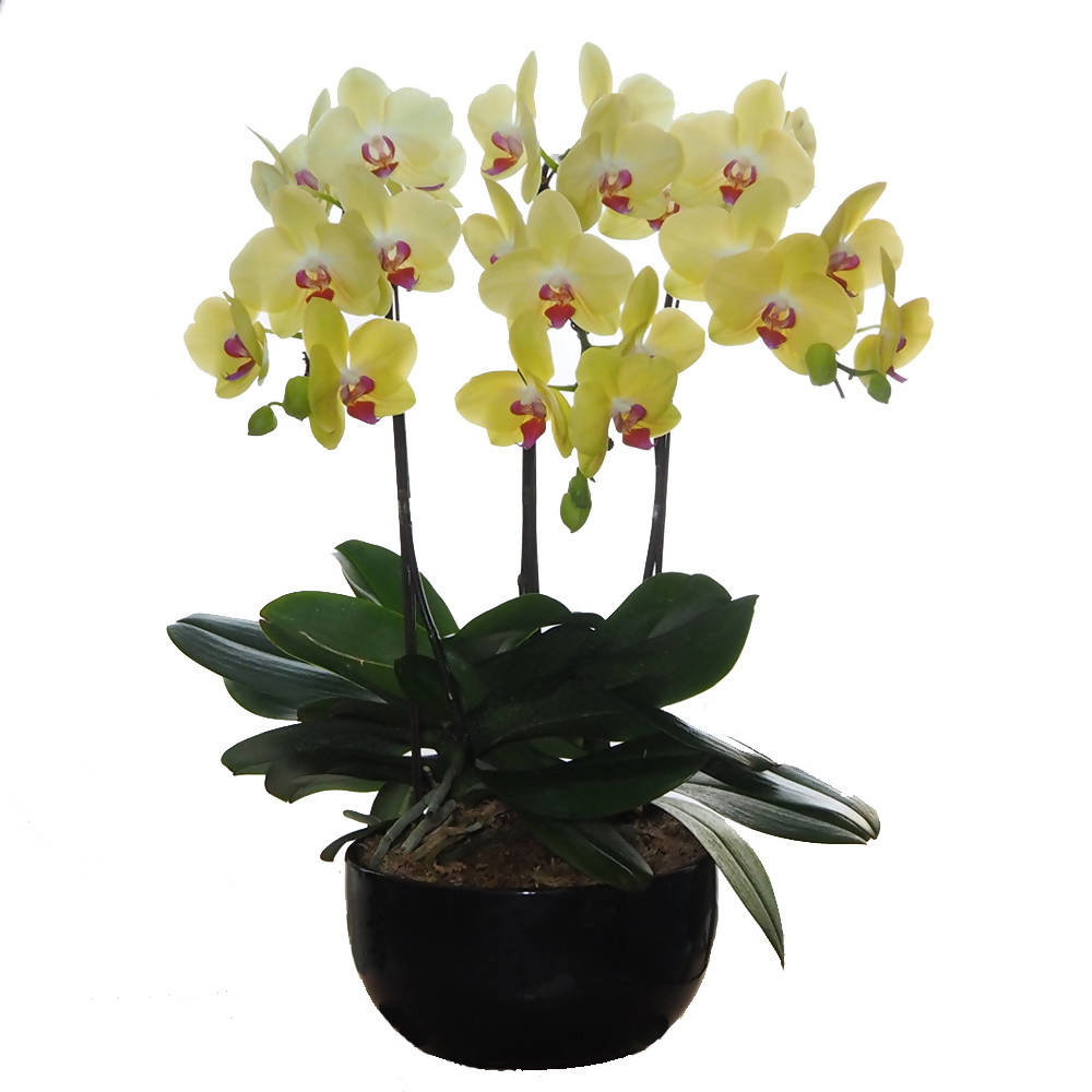 3 in 1 Phalaenopsis Yellow in Ceramic Pot, Moth Orchid Arrangement ...